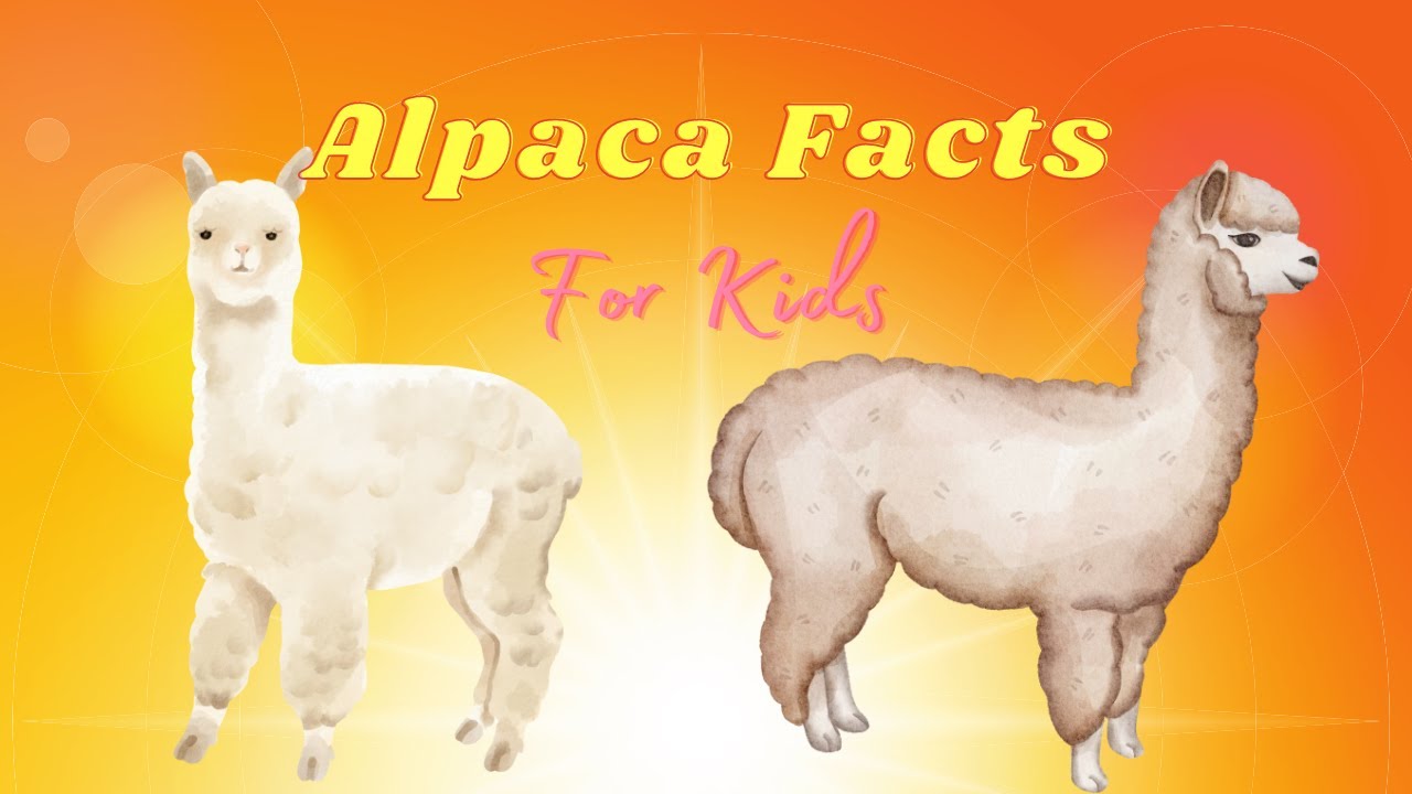 Alpaca Facts For Kids. Alpaca Facts For Kindergarten In English. - YouTube
