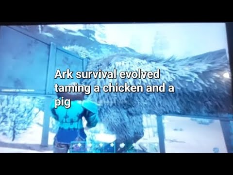 Ark survival evolved ep 12 taming a chicken and a pig - YouTube