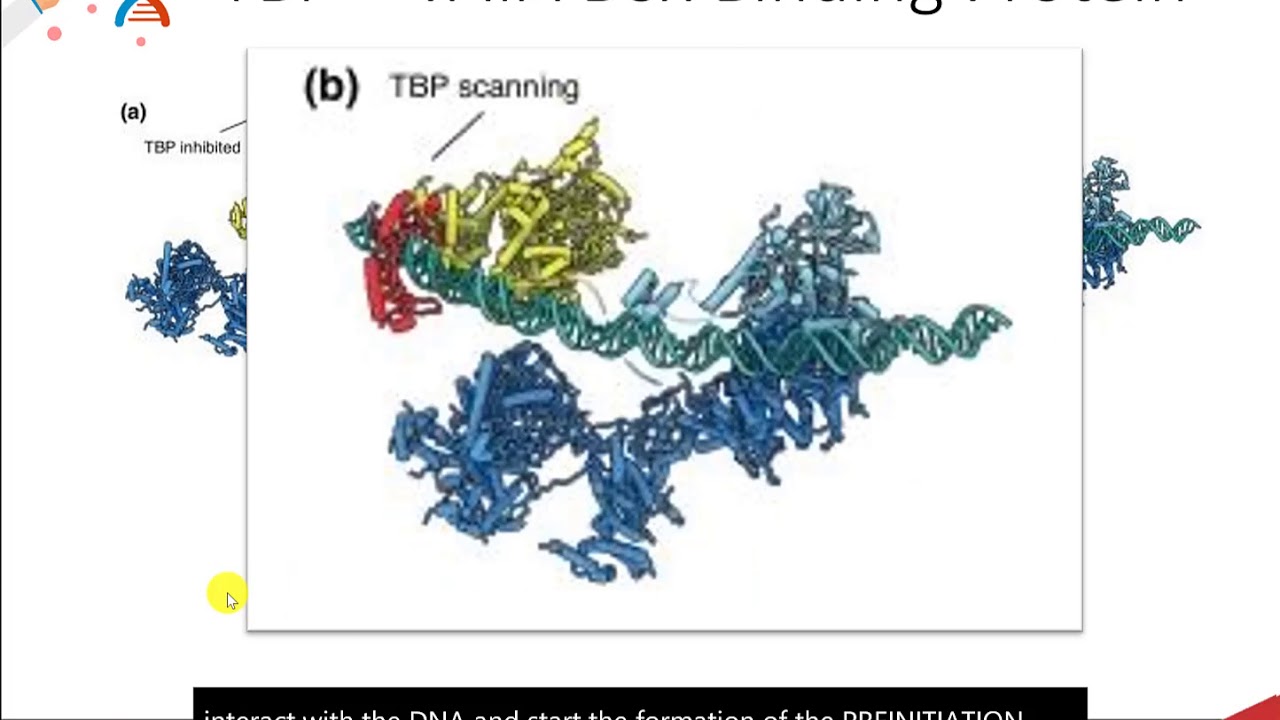 CH450 Chapter 10.3 Transcription Factors and the Preinitiation Complex ...