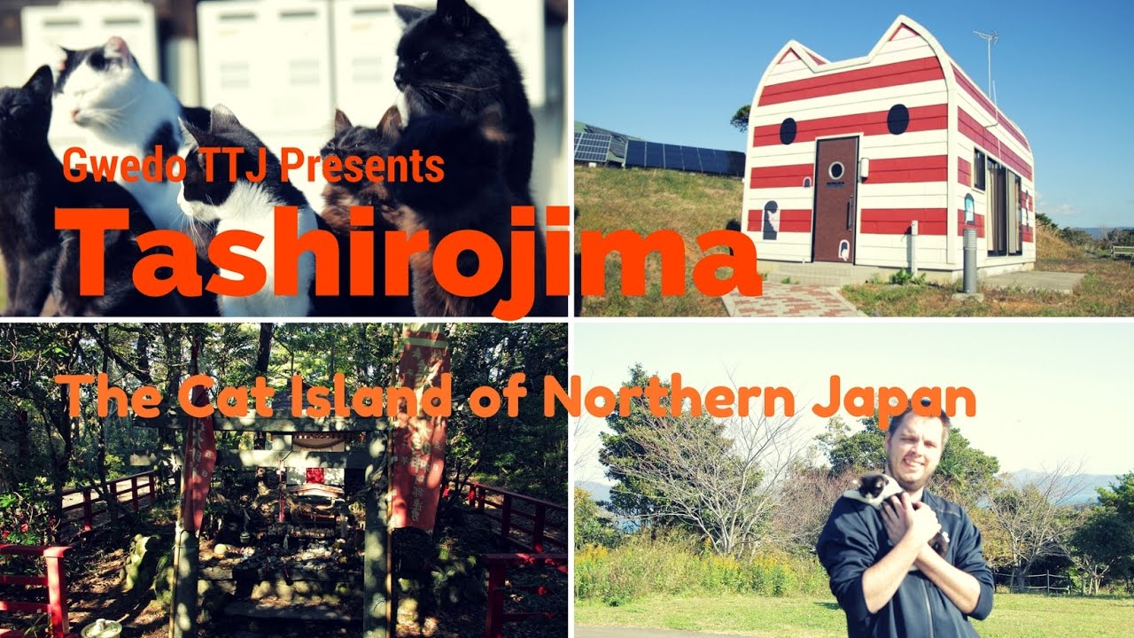 Tashirojima, The Cat Island of Northern Japan. - YouTube