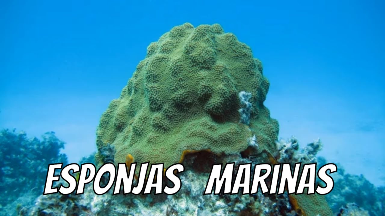 ESPONJAS MARINAS | Cómo son las Esponjas y sus Características ...