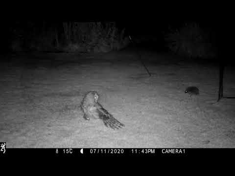 Owl catches rat - Browning Recon Force Edge example video - YouTube