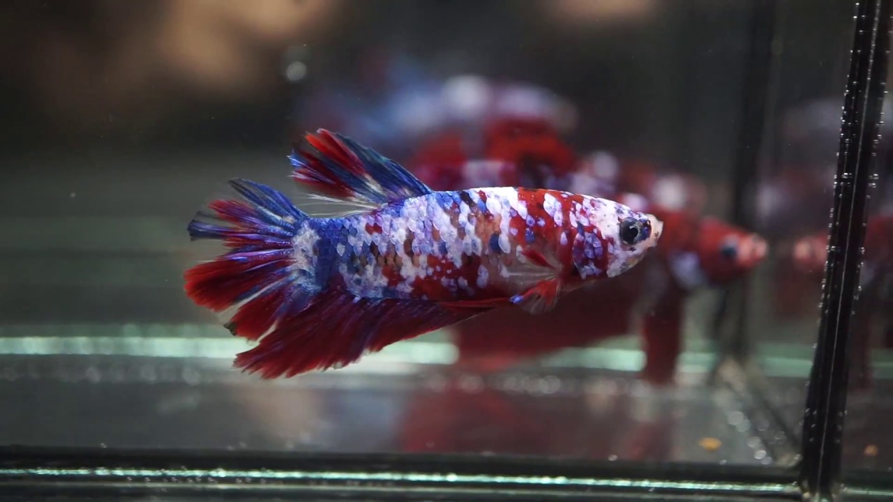 Fancy MULTI COLOR SUPER GALAXY KOI Halfmoon Plakat HMPK (Male) Betta ...