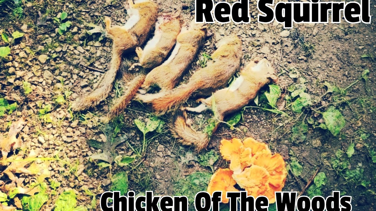 Red Squirrel Hunting - Clean & Cook Squirrel Soup 2023 - Tua Nas ...