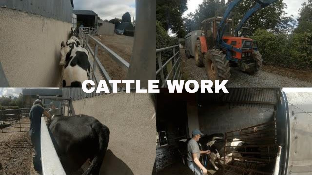 CATTLE WORK | Dosing for Worm and Flies - YouTube