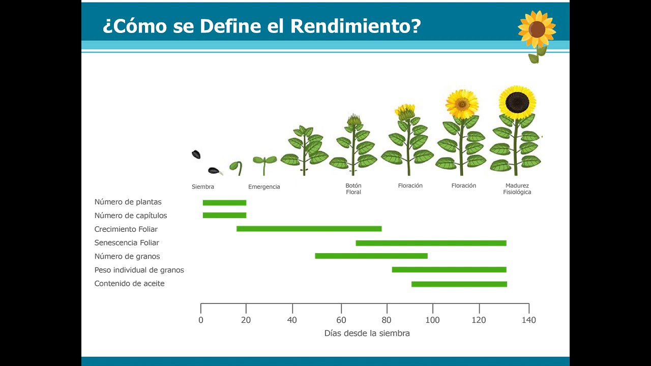 12. El camino al rendimiento potencial del girasol. Ciclo de ...
