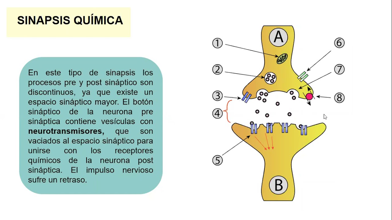 Botón Sináptico De Una Neurona