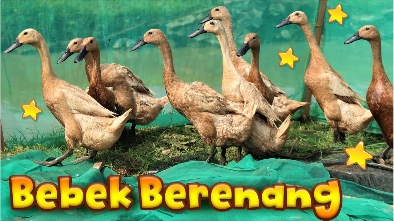 Bebek / Bebek Berenang Jalannya Kue-kue , Bebek Angsa Potong Kuali ...