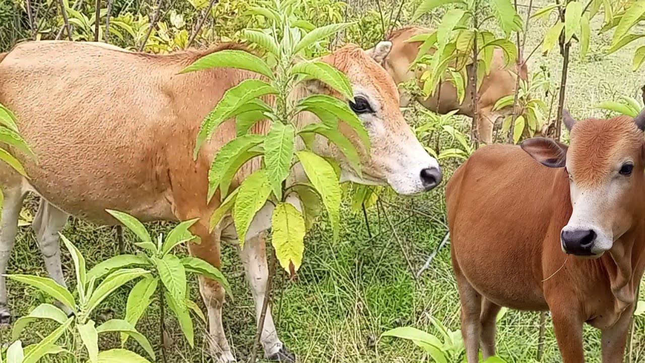 Cows_sapi lembu kampung makan rumput di hutan - YouTube