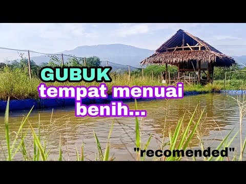 kolam ikan sawah | budidaya ikan | produk ikan berkualitas - YouTube