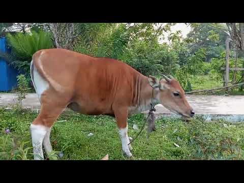 lendir putih keluar pada sapi hamil