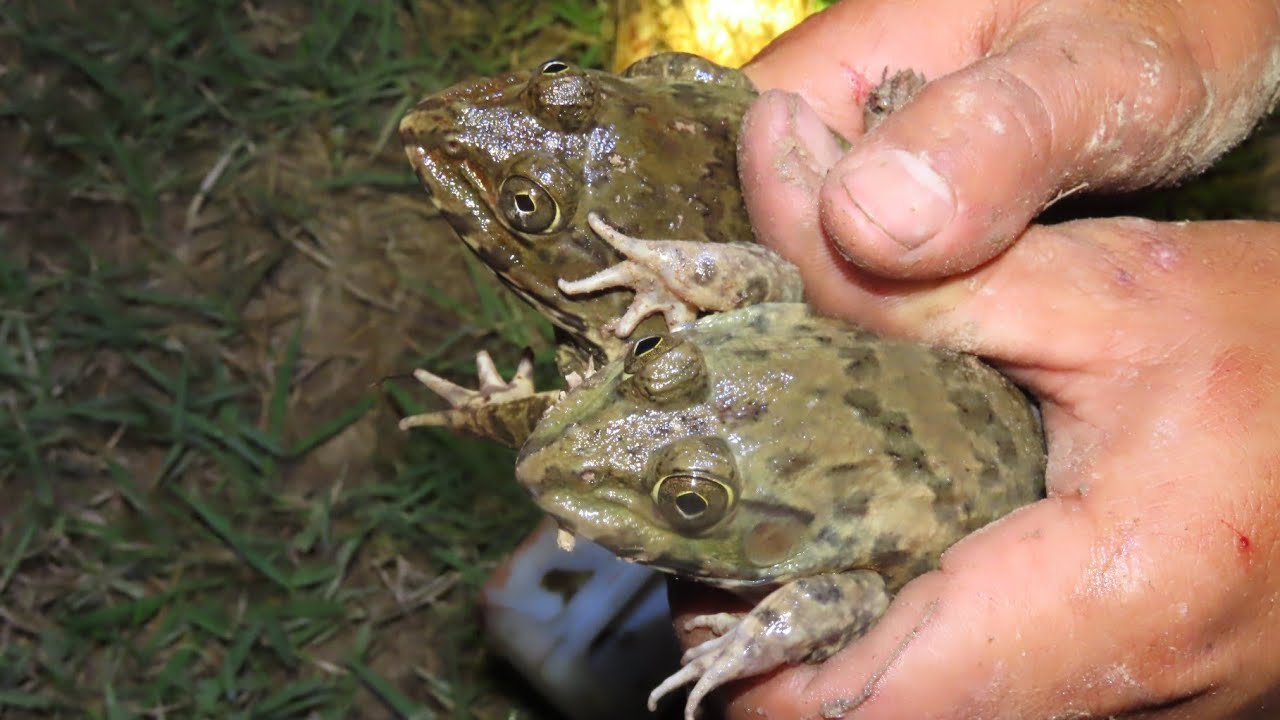 Catch Frogs At Night - Natural and Animal - YouTube