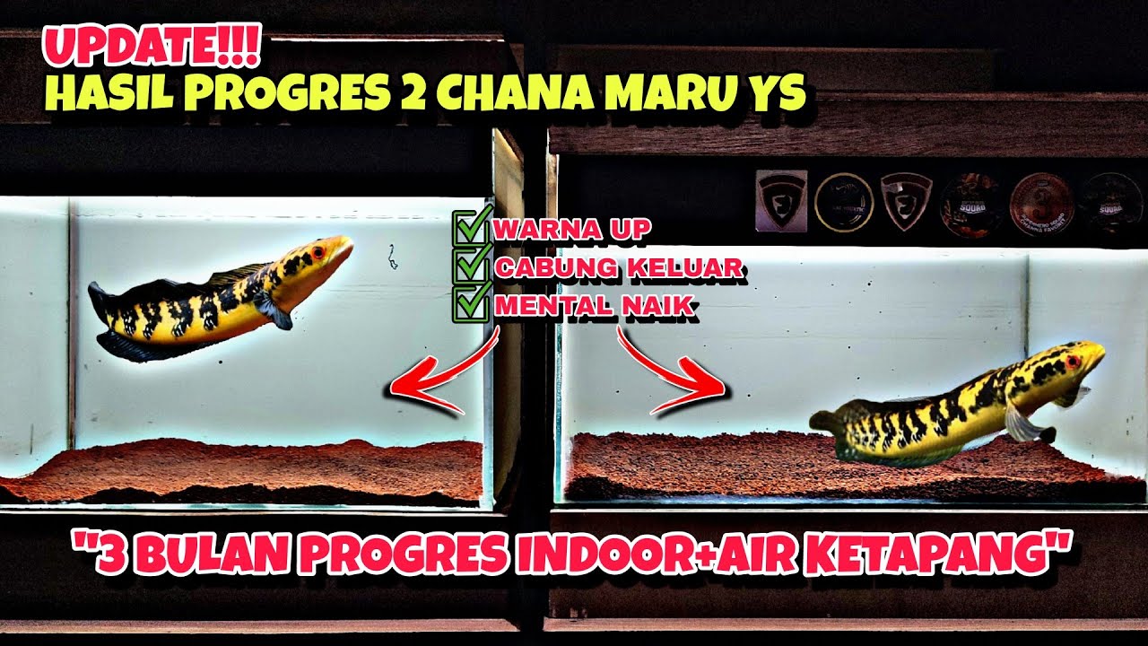 HASIL PROGRES BUNGA CHANA MARU‼️3 BULAN PROGRES INDOOR+AIR KETAPANG‼️ ...