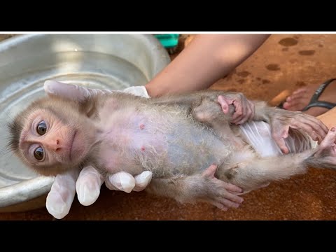 Monkey Lisa also needs to change diapers when it is dirty