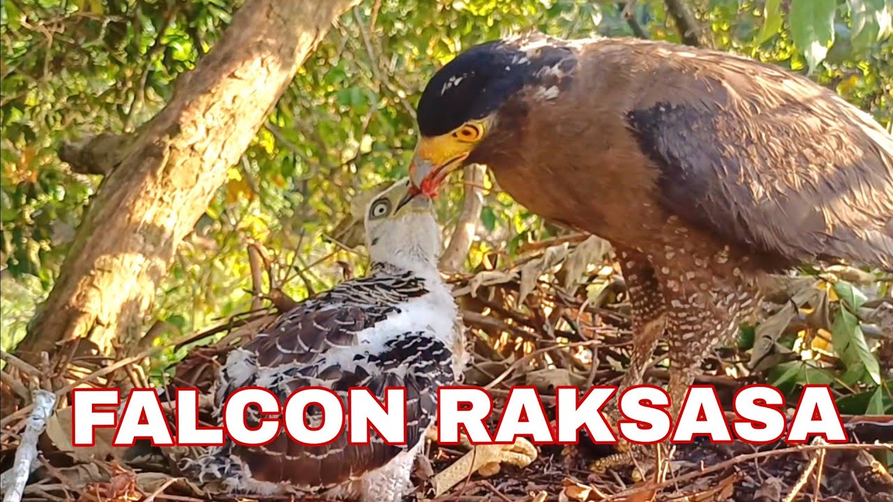 BURUNG ELANG PREDATOR ULAR FALCON TERBESAR ASEA TENGGARA - YouTube