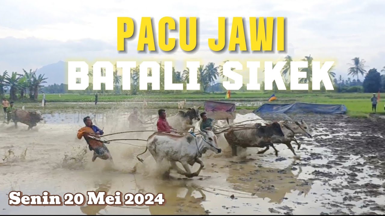 TRADISI MINANGKABAU- PACU JAWI BATALI SIKEK DARI PAYAKUMBUH - YouTube