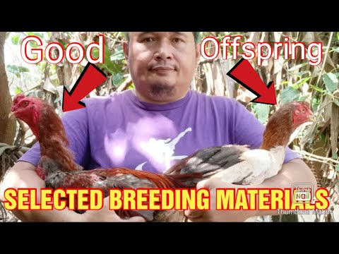 LIVE!!! HOW TO SELECT BREEDING MATERIALS FOR QUALITY OFFSPRING - YouTube