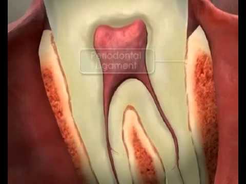 Tooth Anatomybajaryoutube com) - YouTube