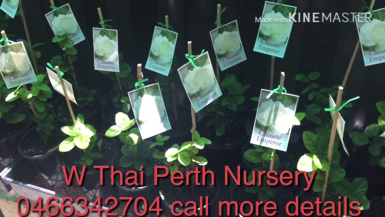 Jasmine Chinese Emperor - YouTube