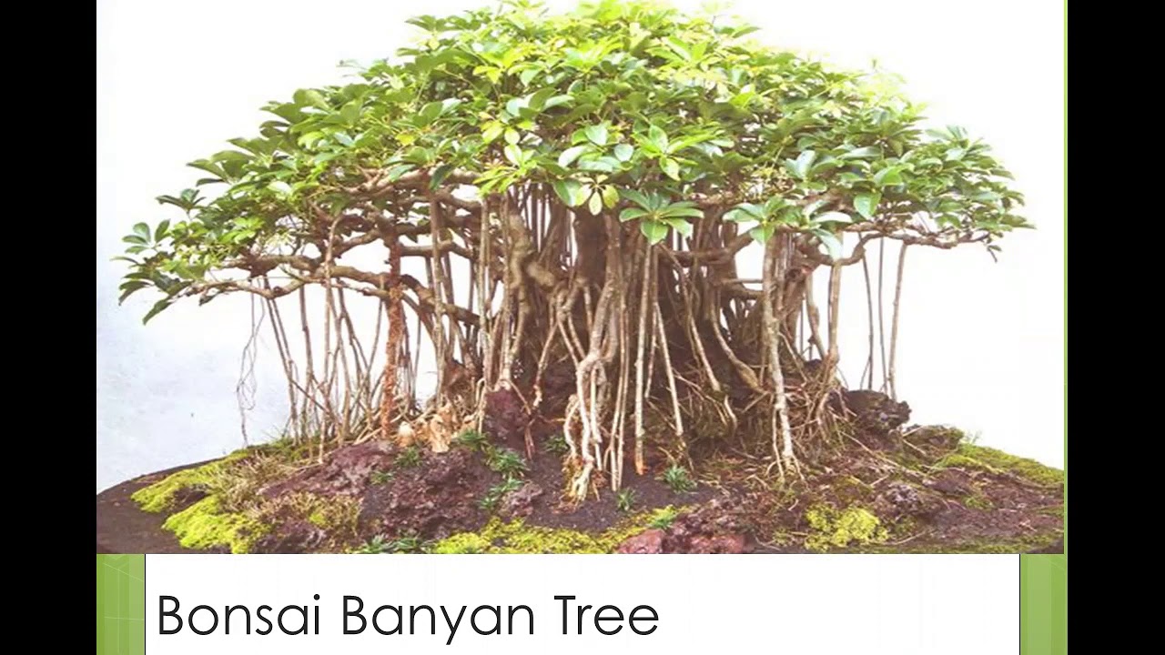 Bonsai Life –II Part - 1 - YouTube