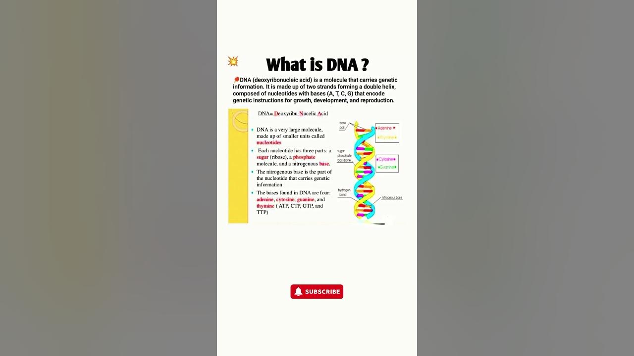 What is DNA? | Structure, Bases, and Functions Explained Simply - YouTube