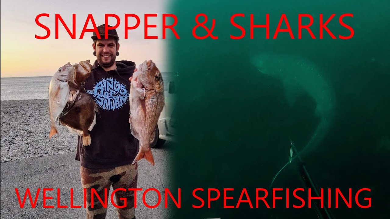 Snapper & Sharks - Spearfishing Wellington, New Zealand - YouTube