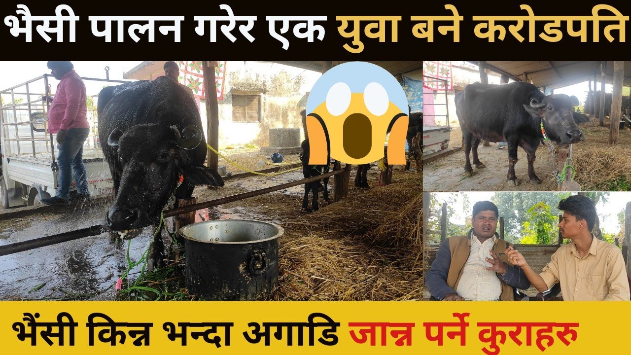 भैंसी किन्न भन्दा अगाडि जान्न पर्ने महत्तवपुर्ण कुराहरु | No. 1 ...