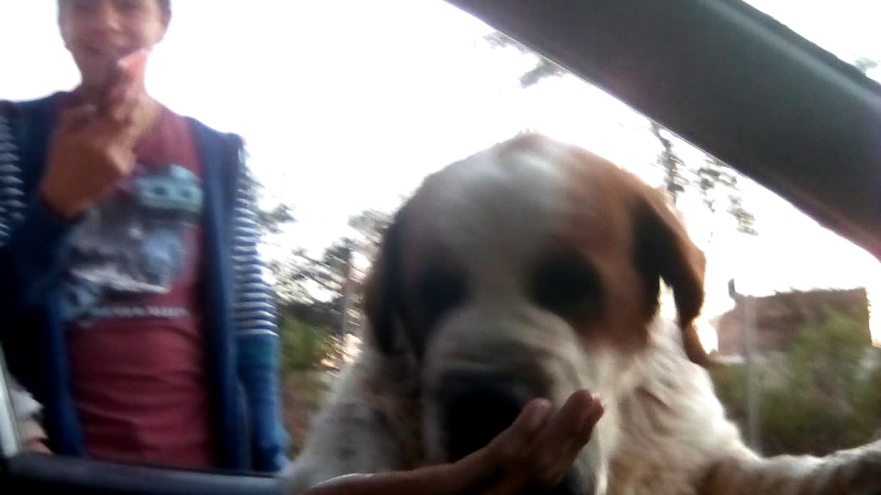 Unos Delos perros más grandes y hermosos con el zorro de León - YouTube