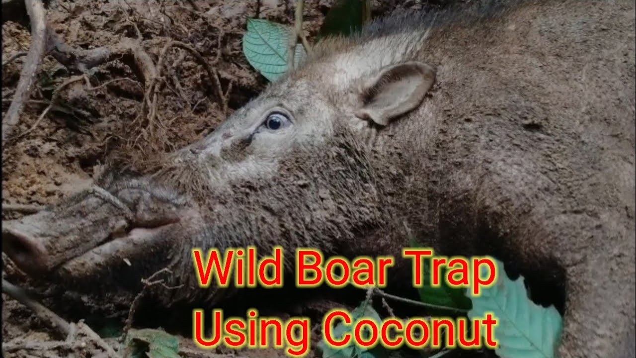Unique Tutorial Wild Boar Using Coconut Fruit. - YouTube