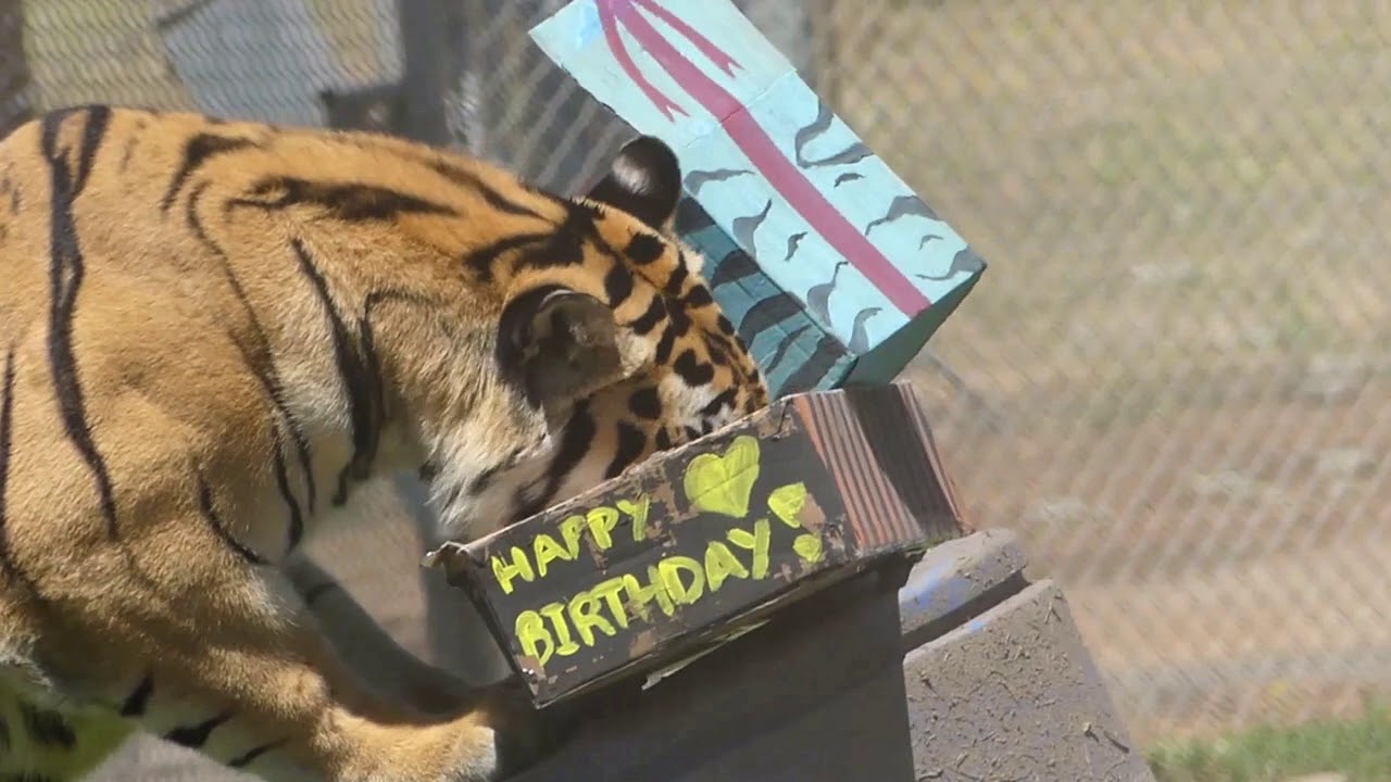 Moka the tiger's first anniversary at Lions Tigers and Bears animal ...