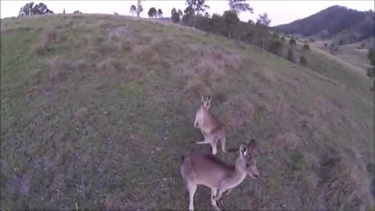 Kangaroo Encounter with a Drone - YouTube