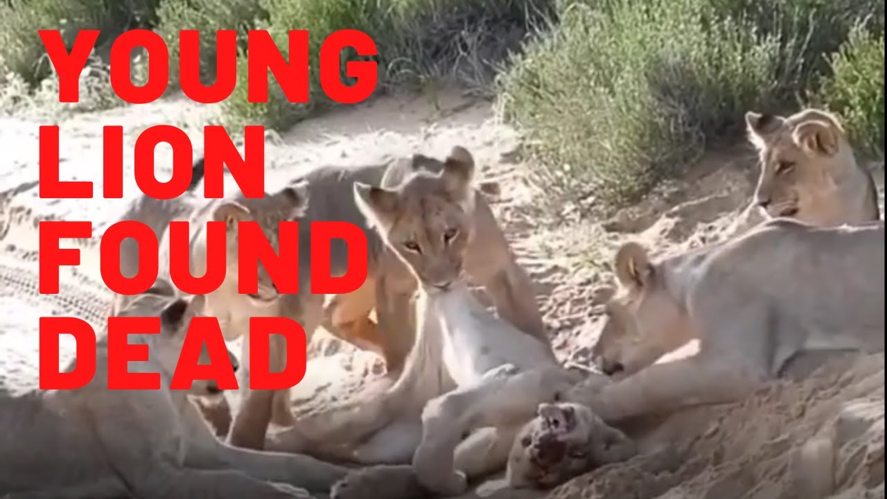Young Lion Found Dead on the road side - YouTube
