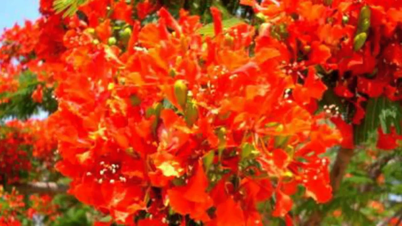 ROYAL POINCIANA TREE - YouTube