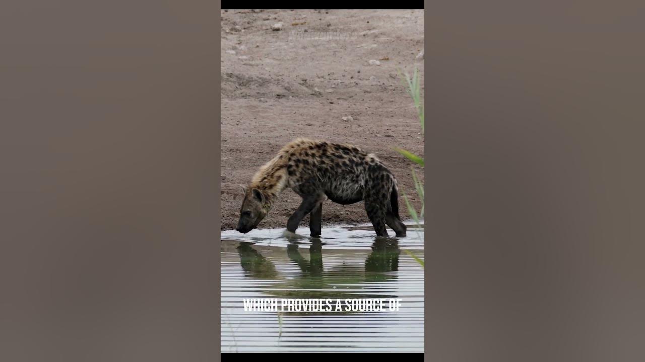 Hyenas Beyond The Lion King: Real-Life Facts & Wonders #shorts #animals ...