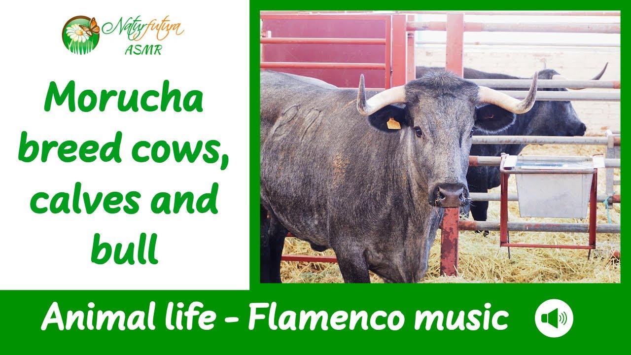 Animal life. Morucha breed cows, calves and bull. Spanish cow breed ...