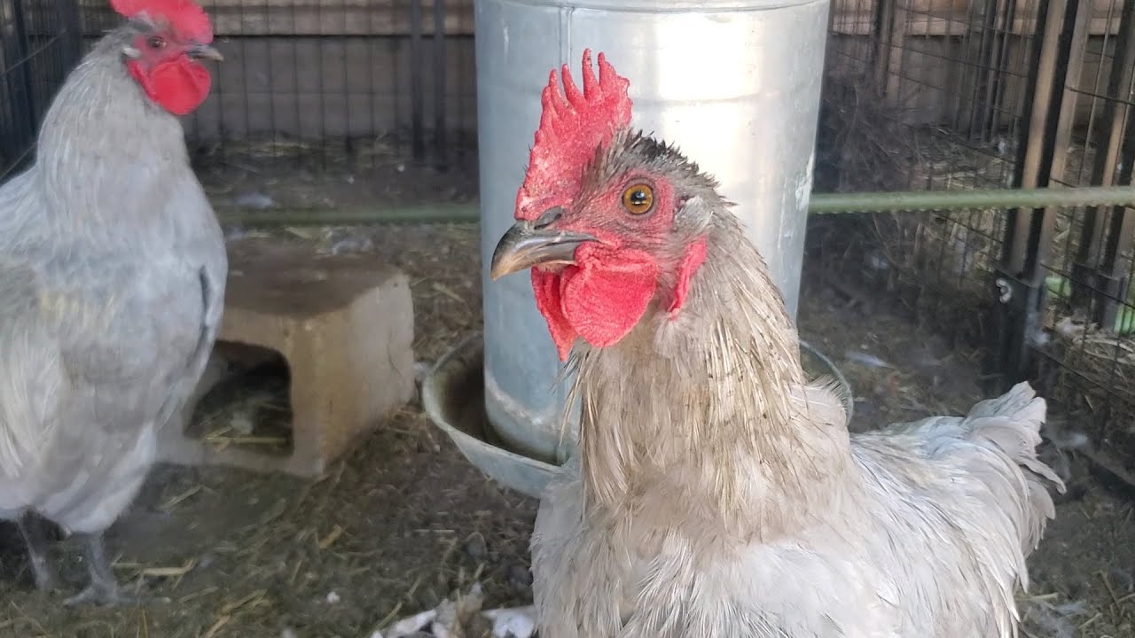 Goodbye Chickens! - YouTube