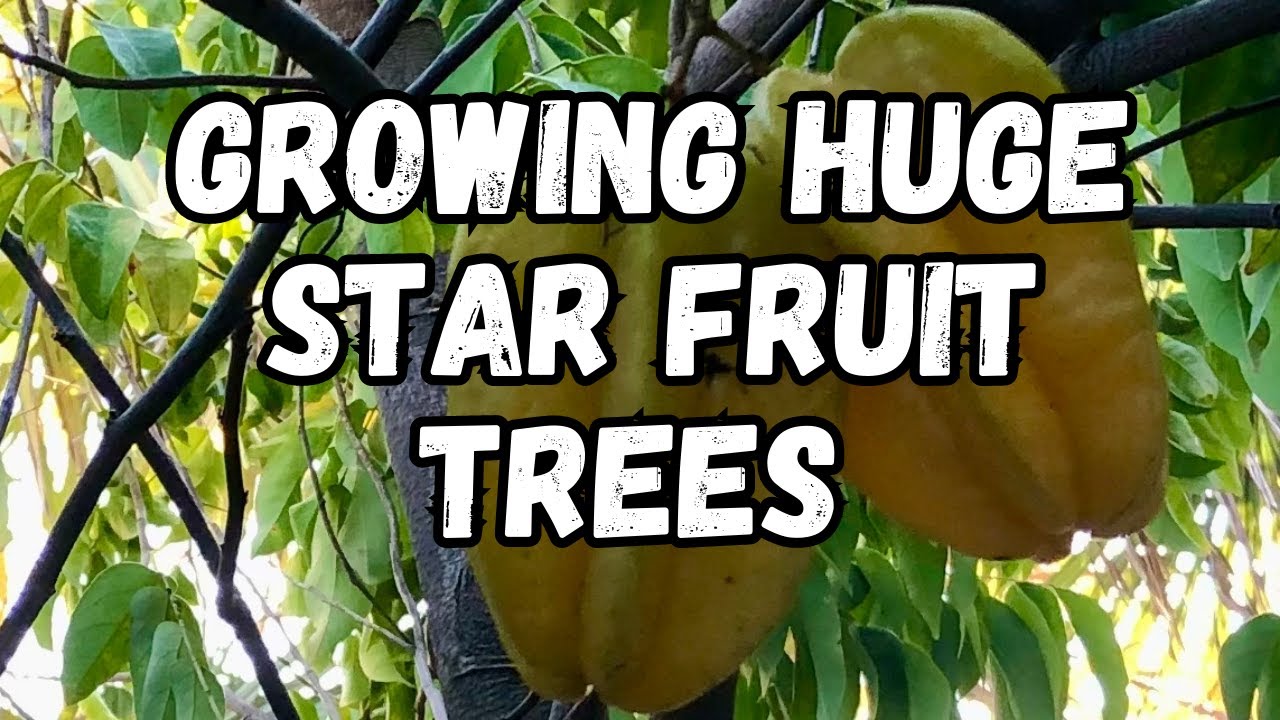 Grow a Star Fruit Tree Tips | Produce Fruit in chilly winter location ...