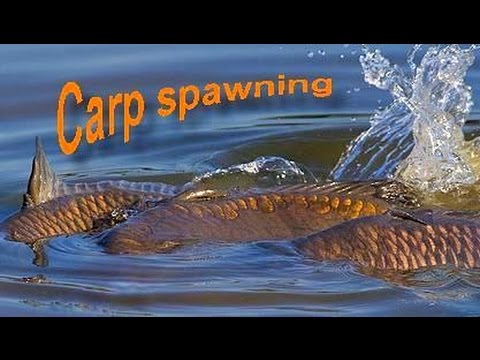 *DANISH CARP COMPILATION* Of Spawning Fish // Gydende Karper i Danmark ...