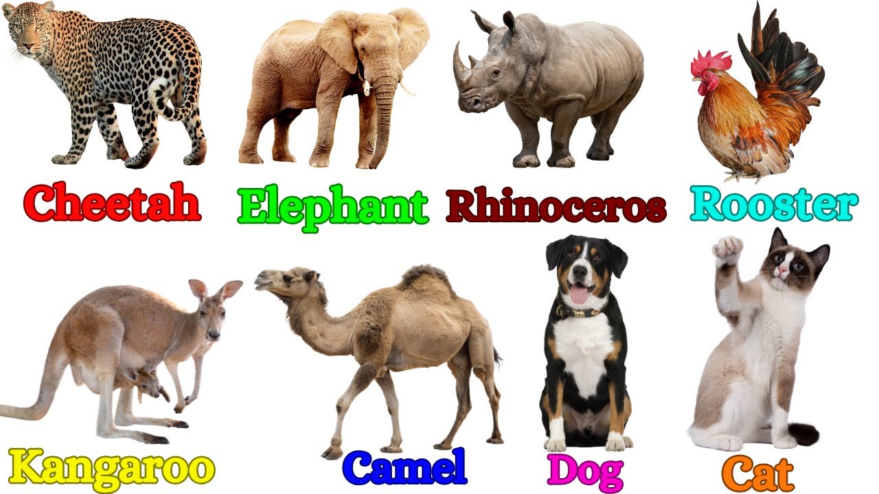 Animal Names For Kids | English Vocabulary | Easy Learning Video with ...
