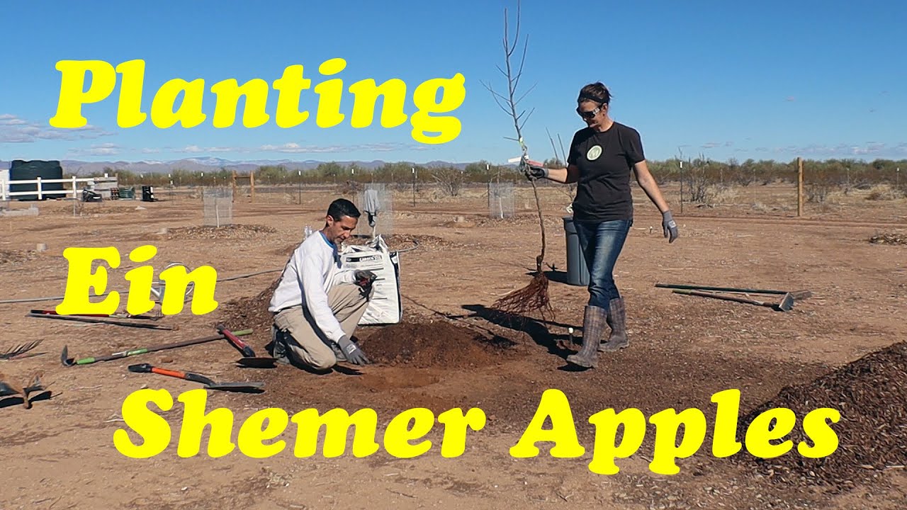 Planting Bare Root Apple Trees | Ein Shemer Apple - YouTube