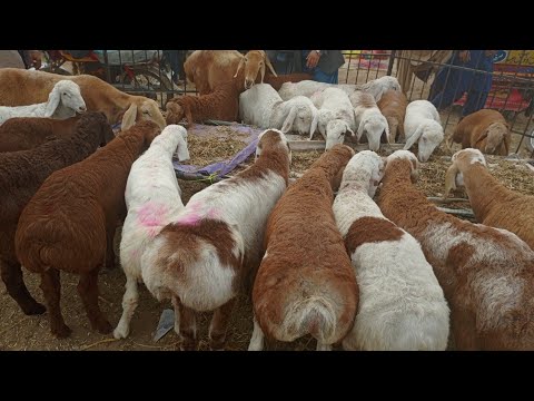 turkey dumba baby breed2024 in Punjab - YouTube