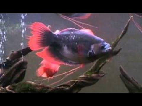 MY GIANT RED TAIL GOURAMIS, OSPHRONEMUS LATICLAVIUS - YouTube