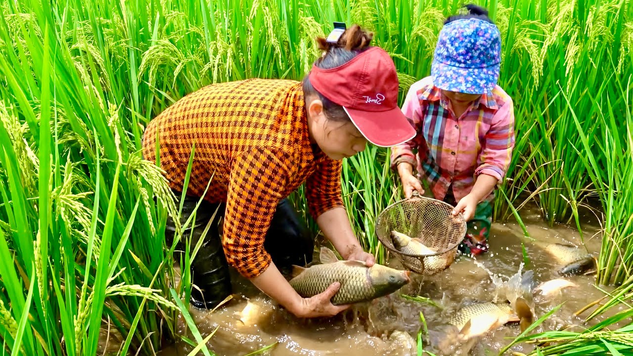 Peaceful Farm: Catching Carp in the Rice Field with My Daughter to Make ...