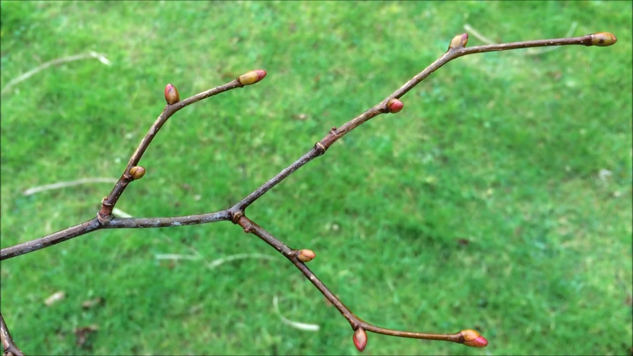 Small-leaved lime - twigs & buds - January 2018 - YouTube