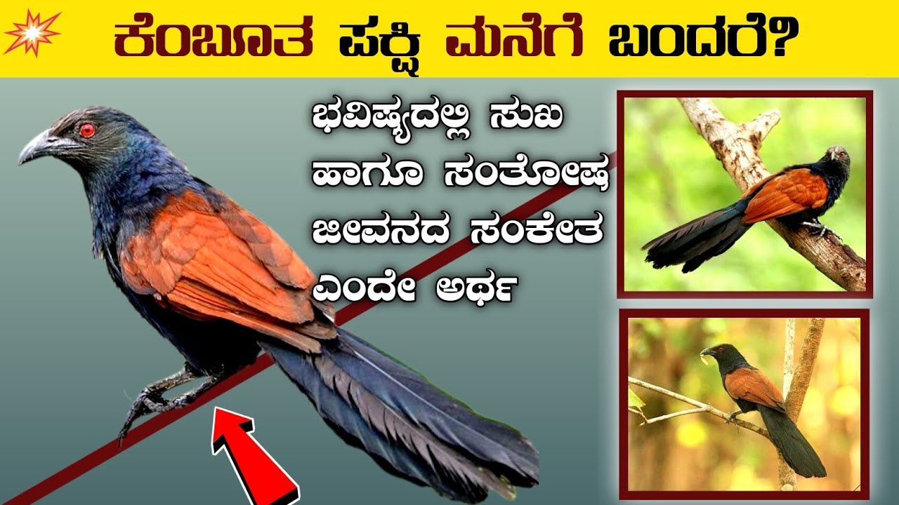 ಕೆಂಬೂತ ಪಕ್ಷಿ ಮನೆಗೆ ಬಂದರೆ ಹೀಗೆ ಅರ್ಥ ಮಾಡಿಕೊಳ್ಳಿ⚡ ratna pakshi manege ...