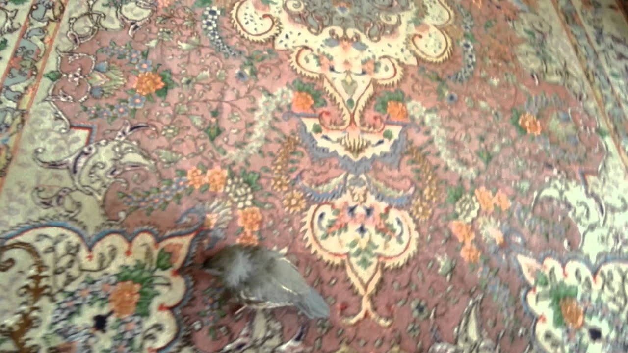 Quail Pecking on toes - YouTube