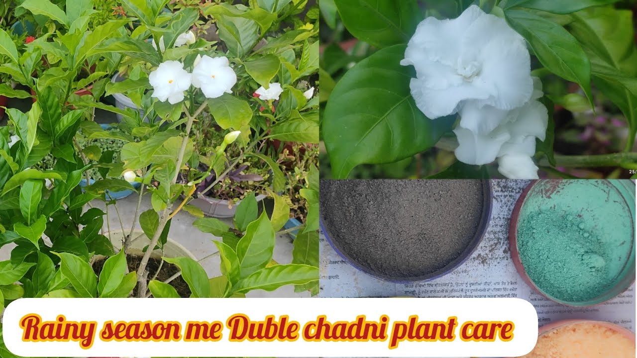 Rainy Season Mein Double Chadni plant care/how to care double Chandni ...