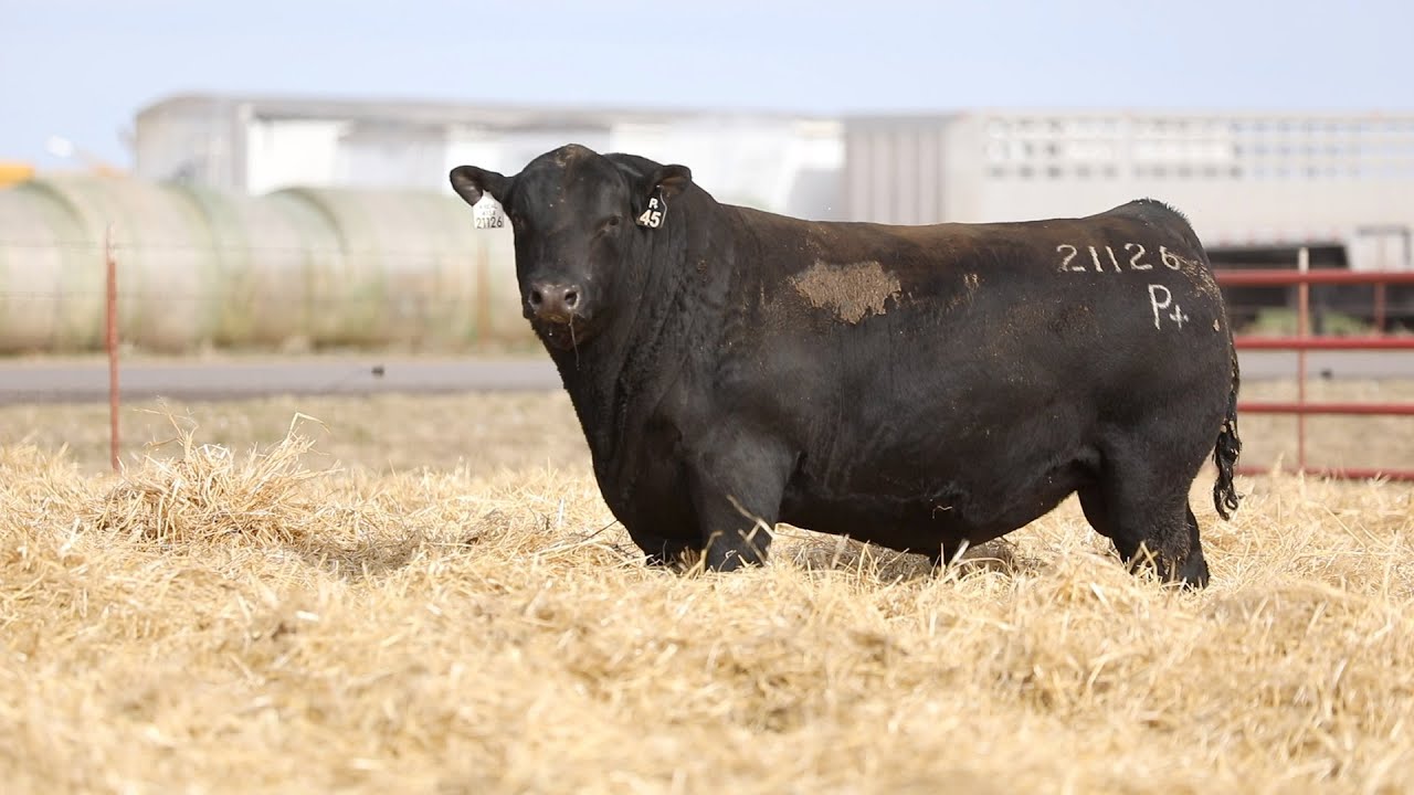 Duff Lot 45 - YouTube