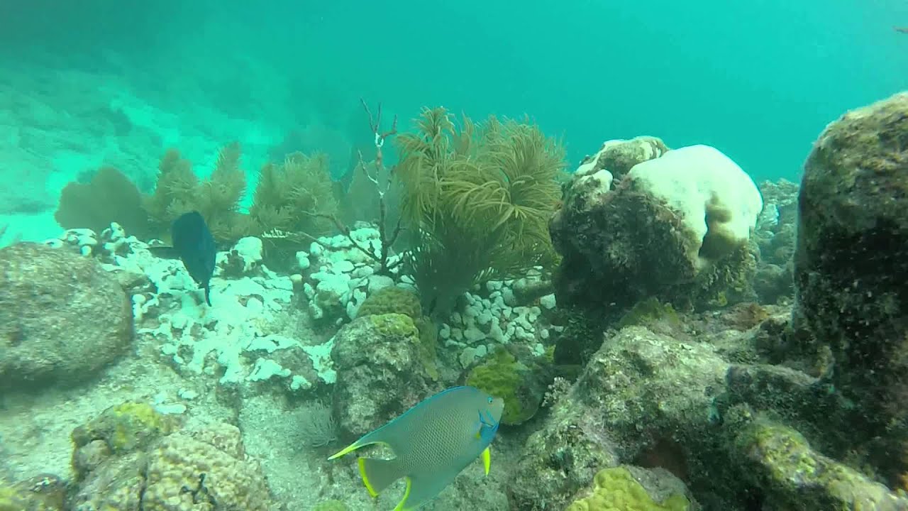 Looe Key Reef Florida - YouTube