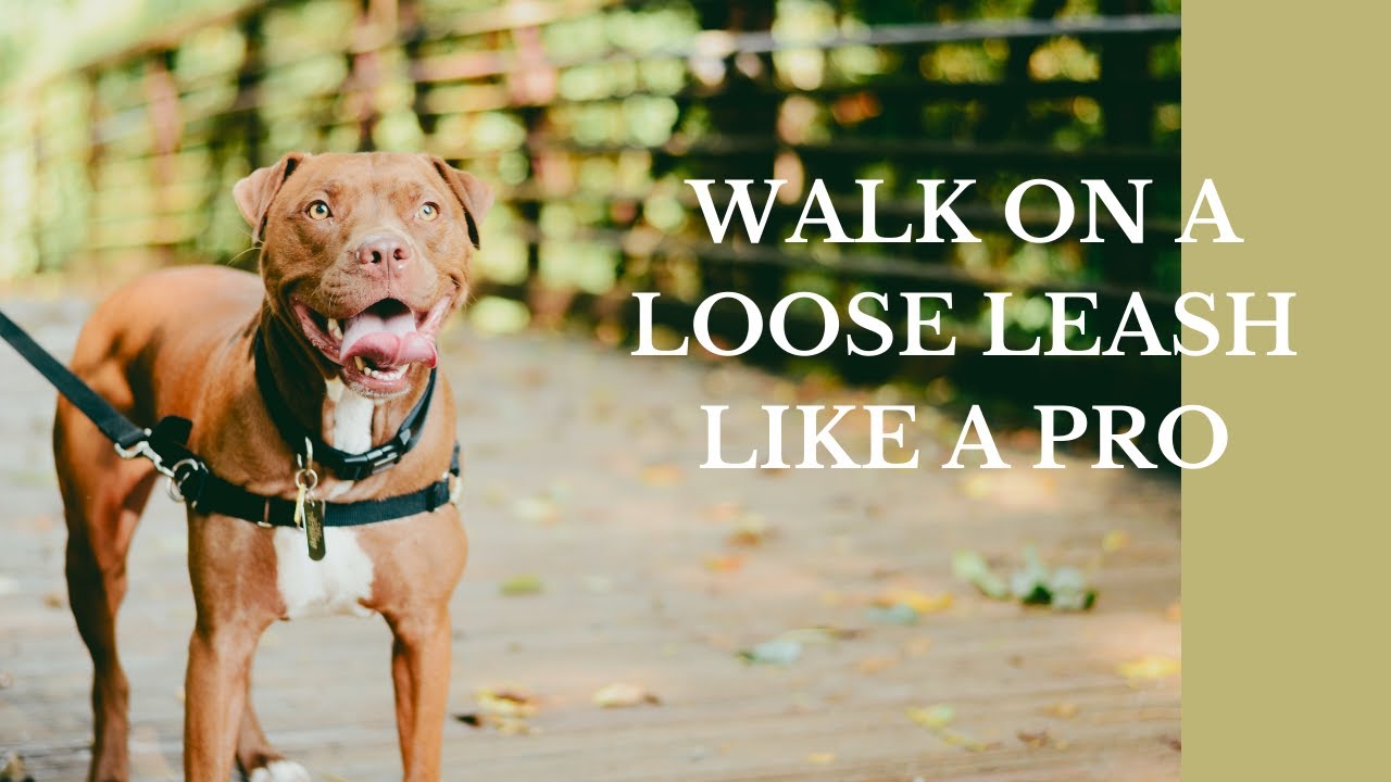 How to Train Your Dog to Walk on a LOOSE LEASH | Pups Unleashed Dog ...